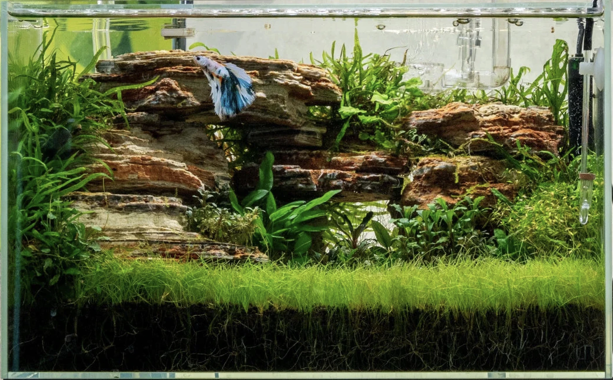 Choosing the Best Aquascaping Substrate